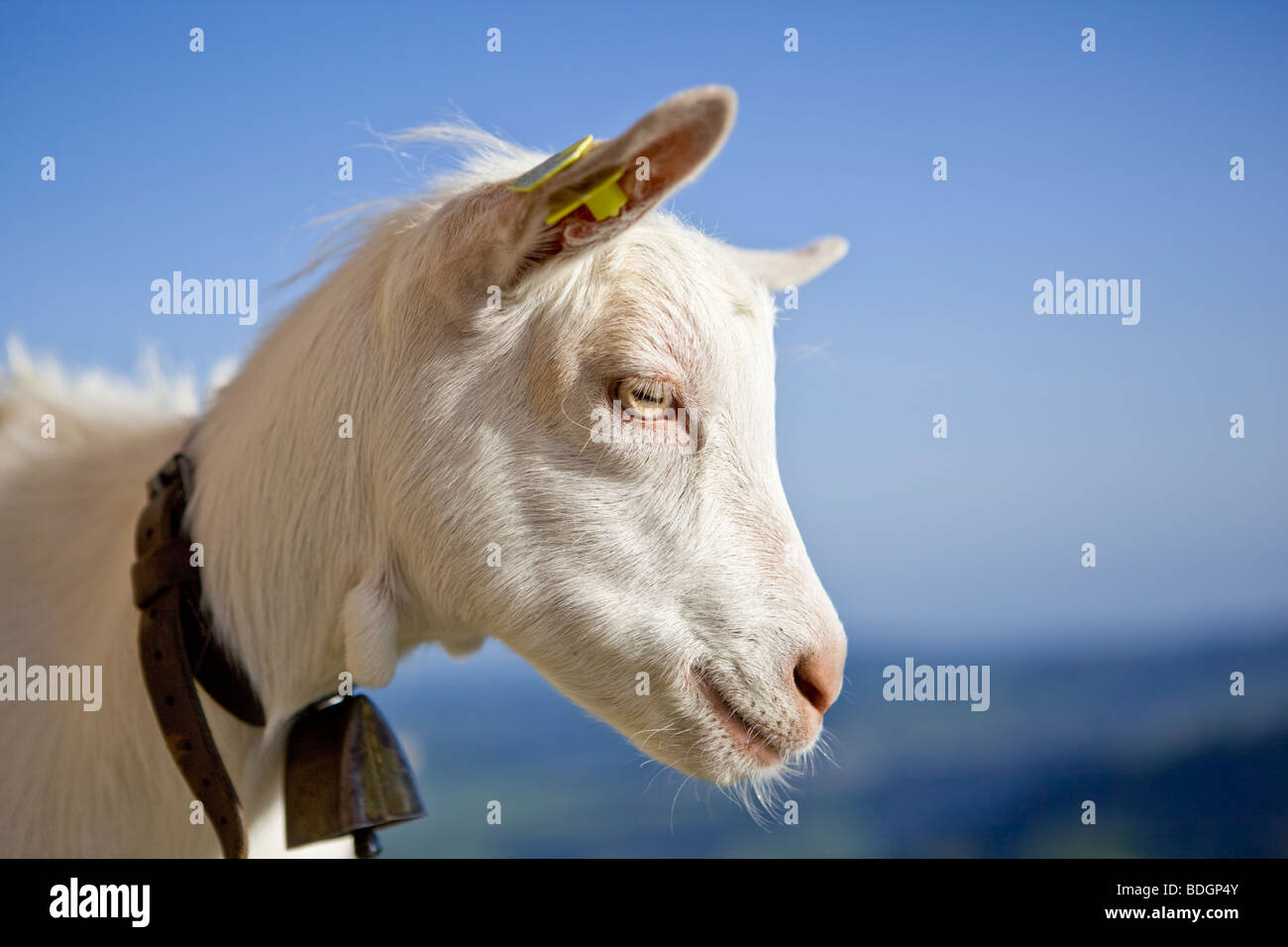White goat head close up, Appenzell Switzerland Stock Photo - Alamy