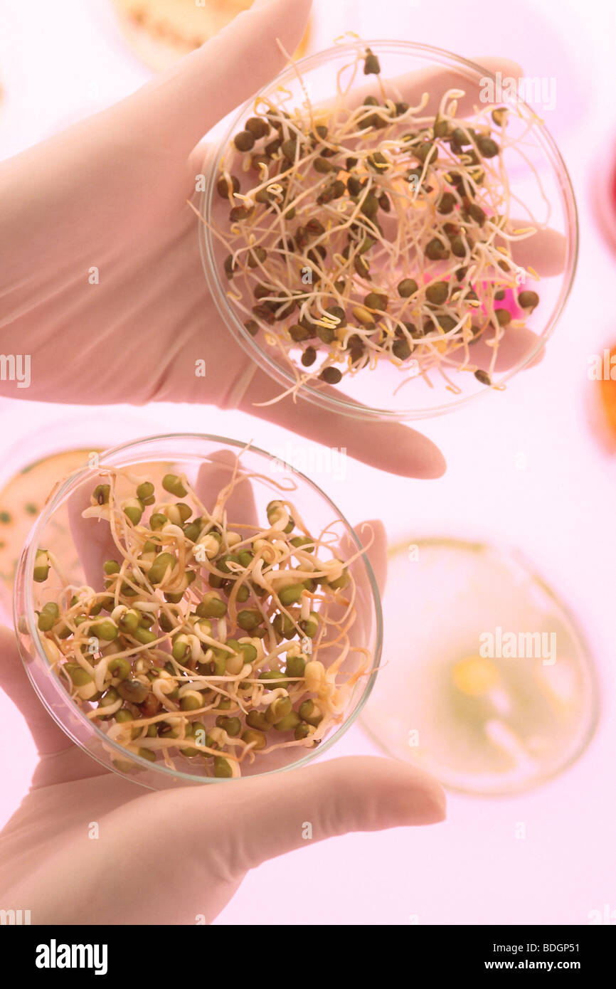 Genetically modified soybeans hi-res stock photography and images - Alamy