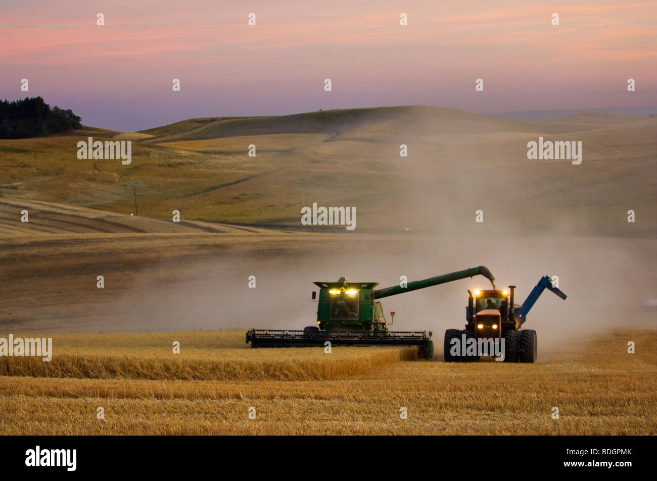 A combine harvests Soft White wheat on rolling hillside terrain at dusk ...
