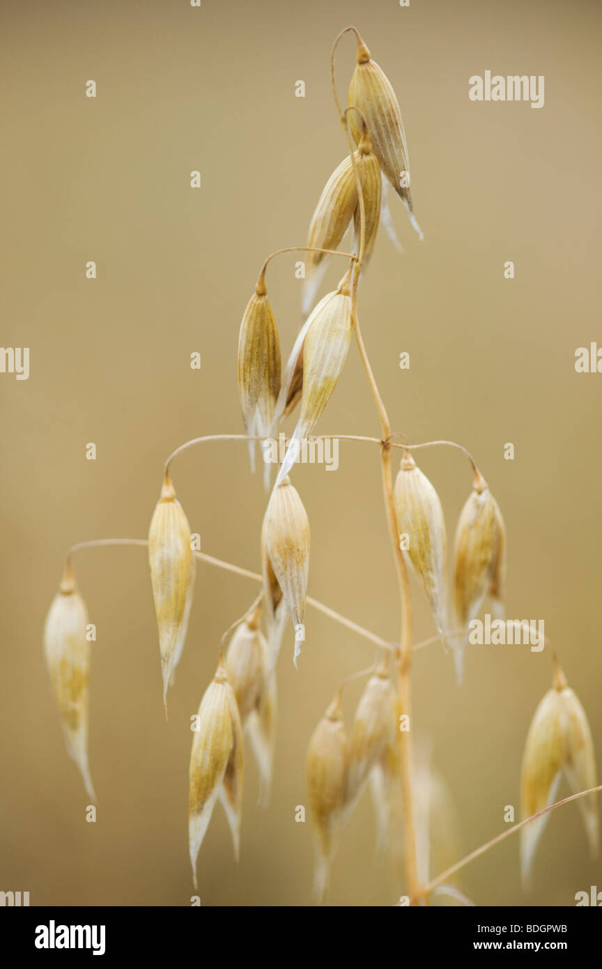 Avena sativa. Oats, cereal crop close up Stock Photo - Alamy