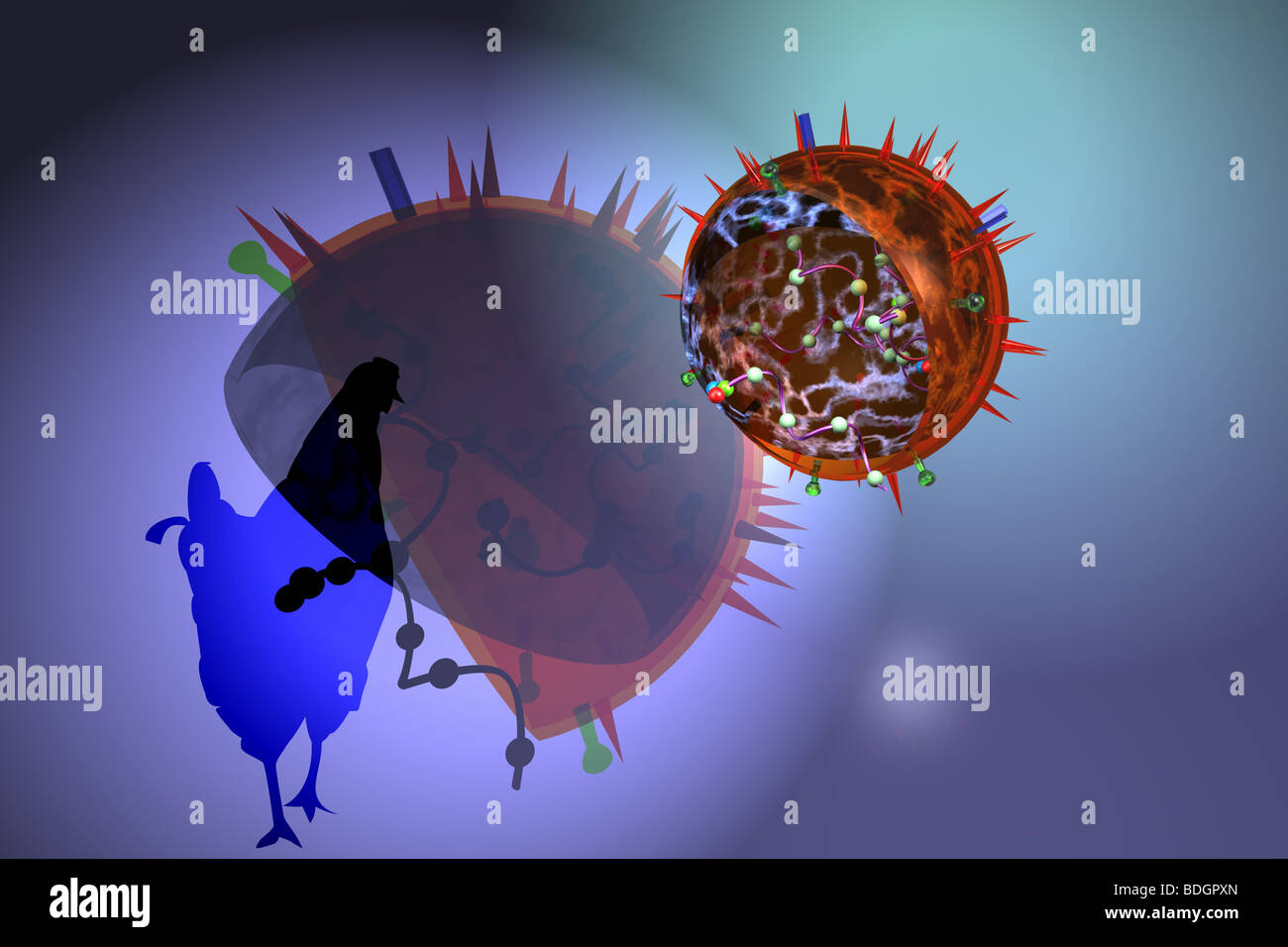 AVIAN INFLUENZA, DRAWING Stock Photo - Alamy