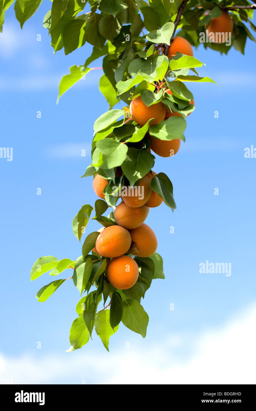 Apricot trees grove hi-res stock photography and images - Alamy