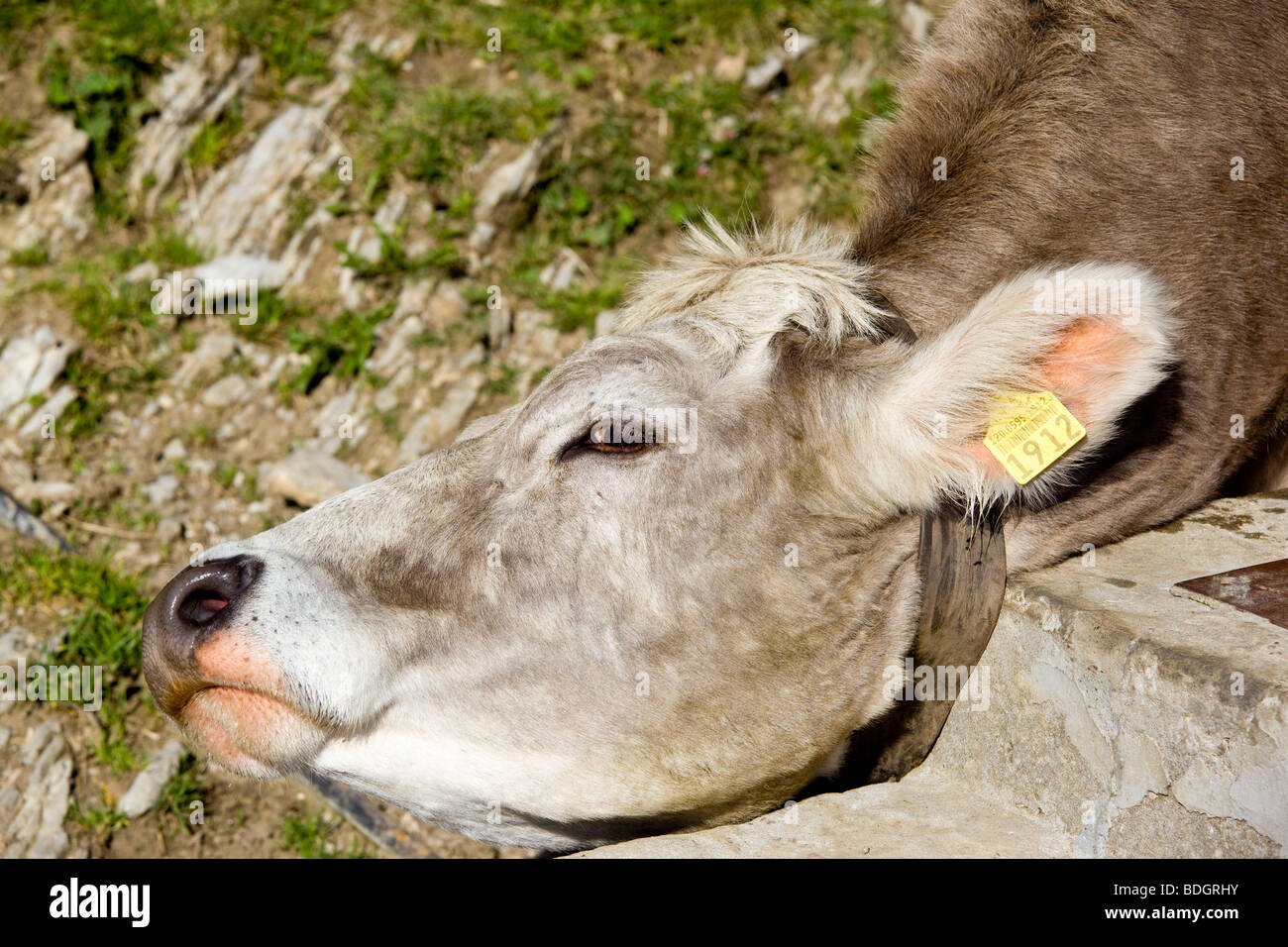 Animal scratching head hi-res stock photography and images - Alamy