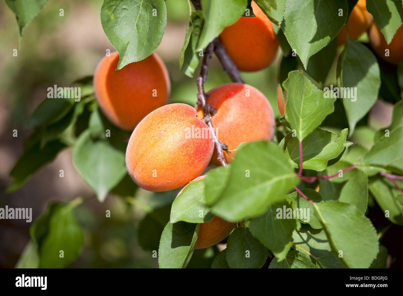 Loaded orange tree hi-res stock photography and images - Alamy