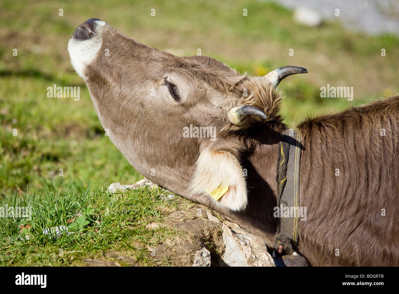 Close up of cow on the alp, scratching her head on a rock Stock Photo ...