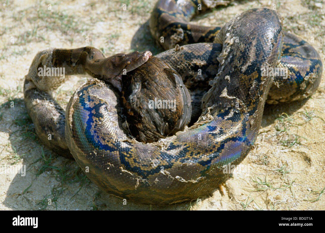bali, indonesia, snake, hen Stock Photo - Alamy