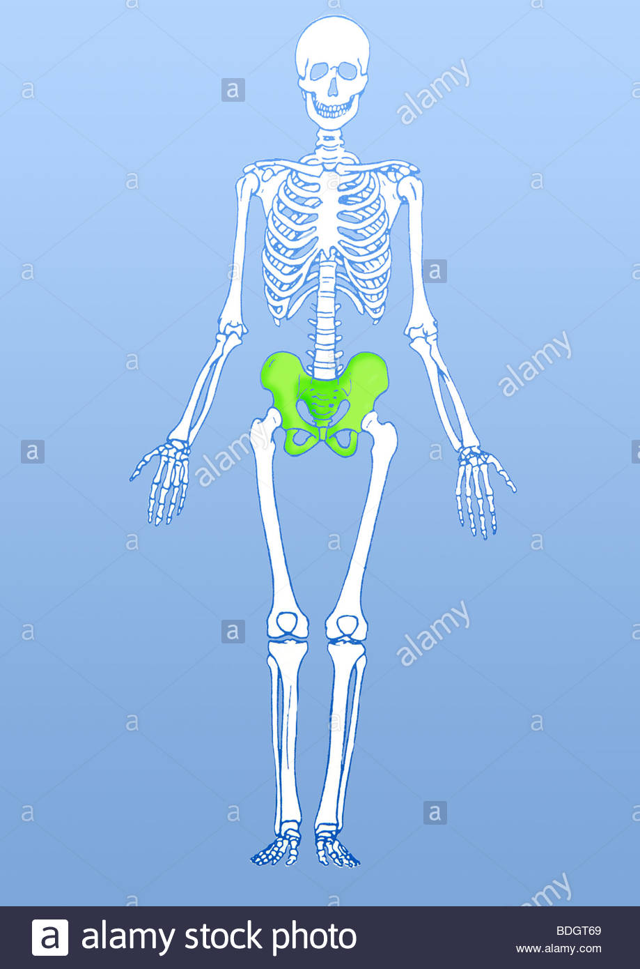 Drawing Anatomy Sacrum Stock Photos & Drawing Anatomy Sacrum Stock ...