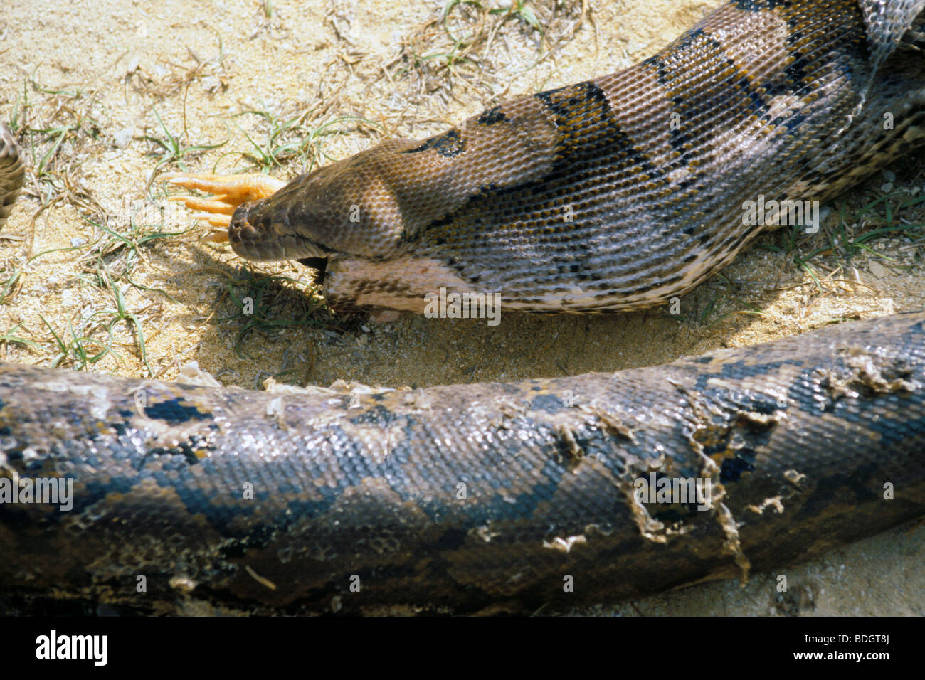 bali, indonesia, snake, hen Stock Photo - Alamy