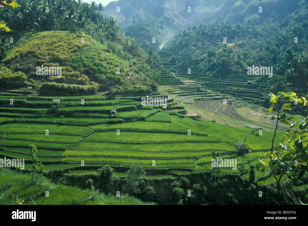 bali, indonesia, rice terrace Stock Photo - Alamy