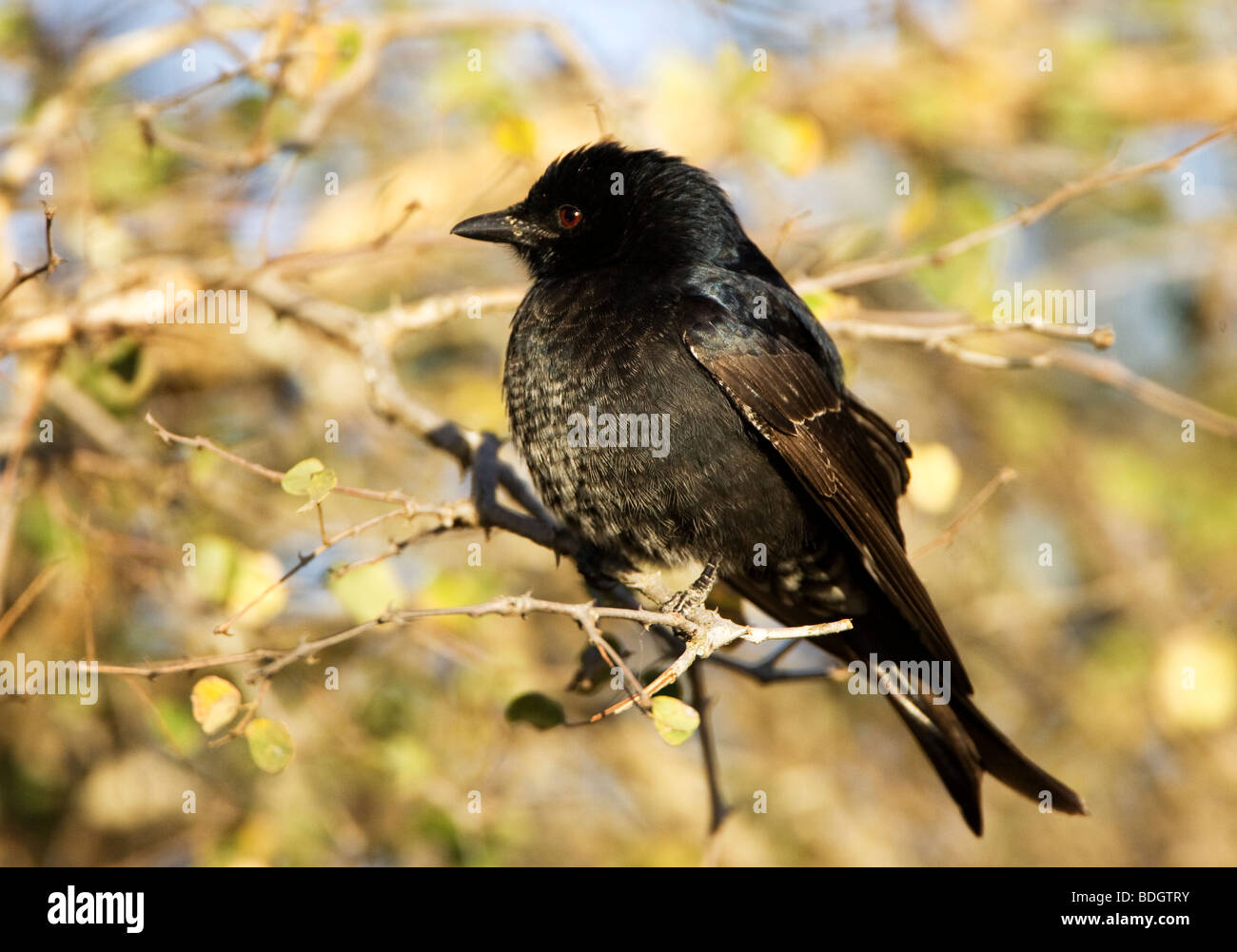 African drongo resting in tree hi-res stock photography and images - Alamy