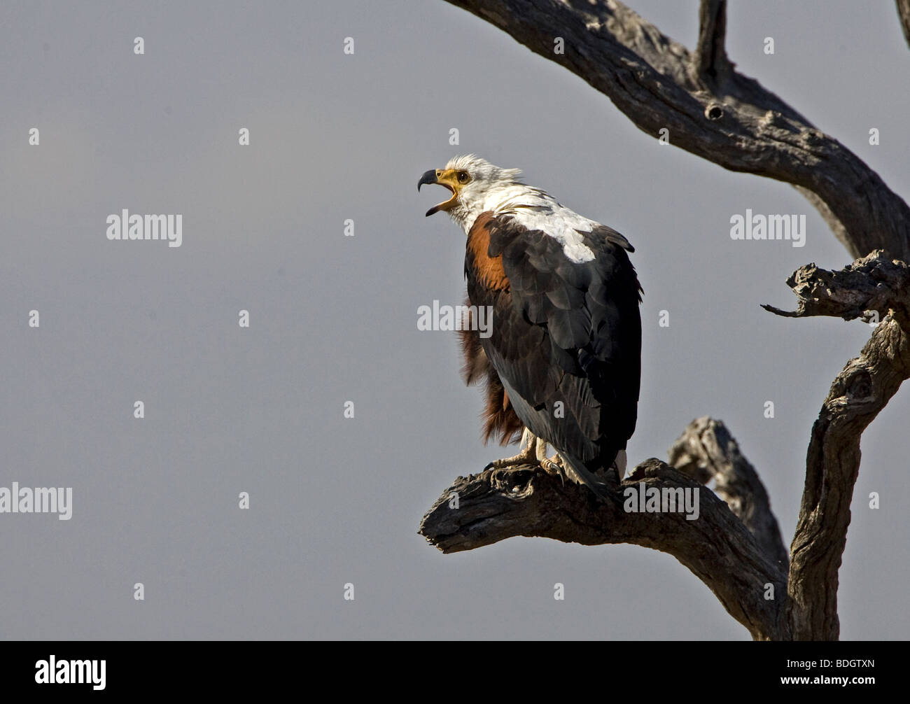 African Fish Eagle calling, Kruger Park Stock Photo - Alamy