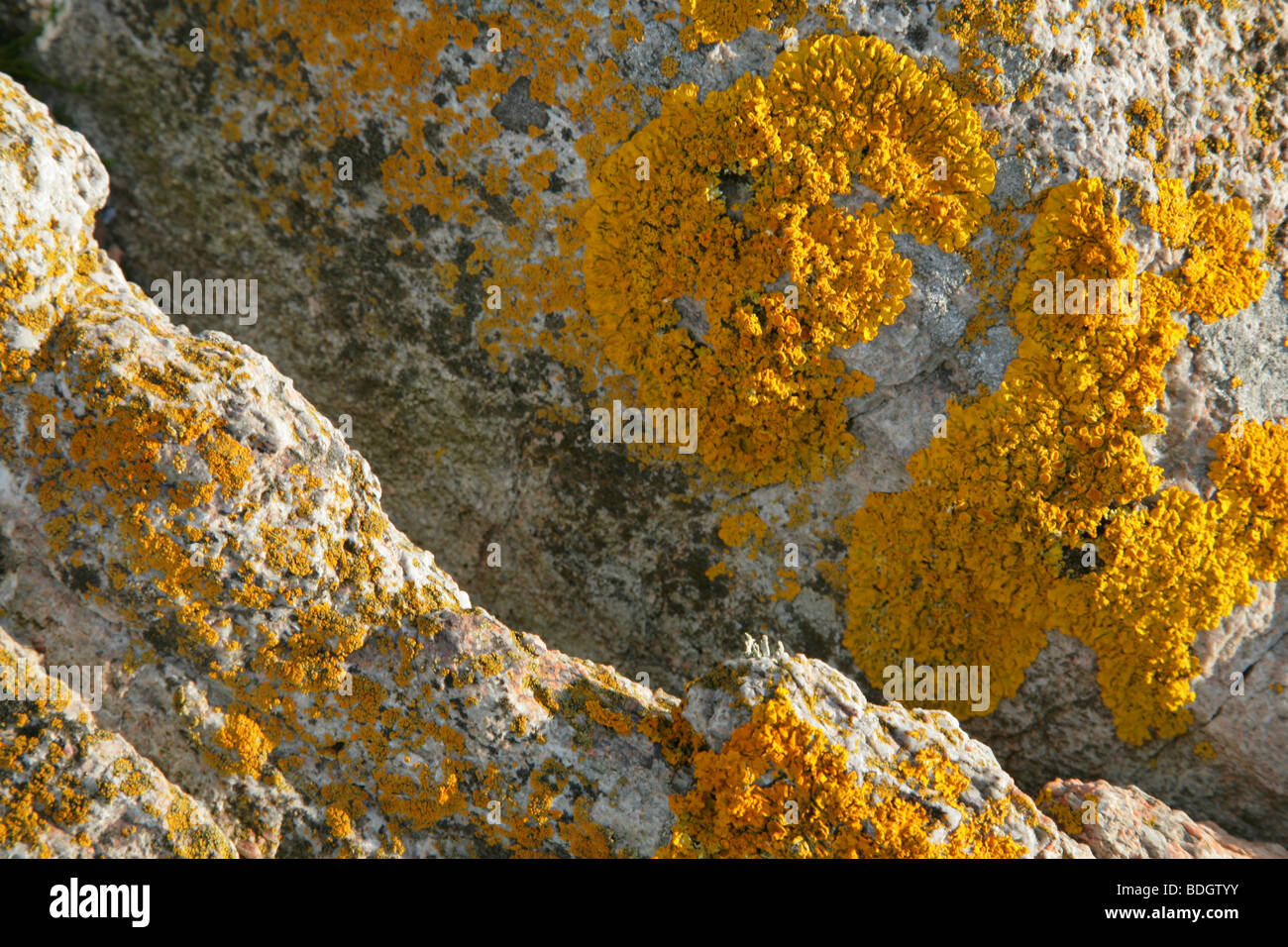 Lichen growing on rocks hi-res stock photography and images - Alamy