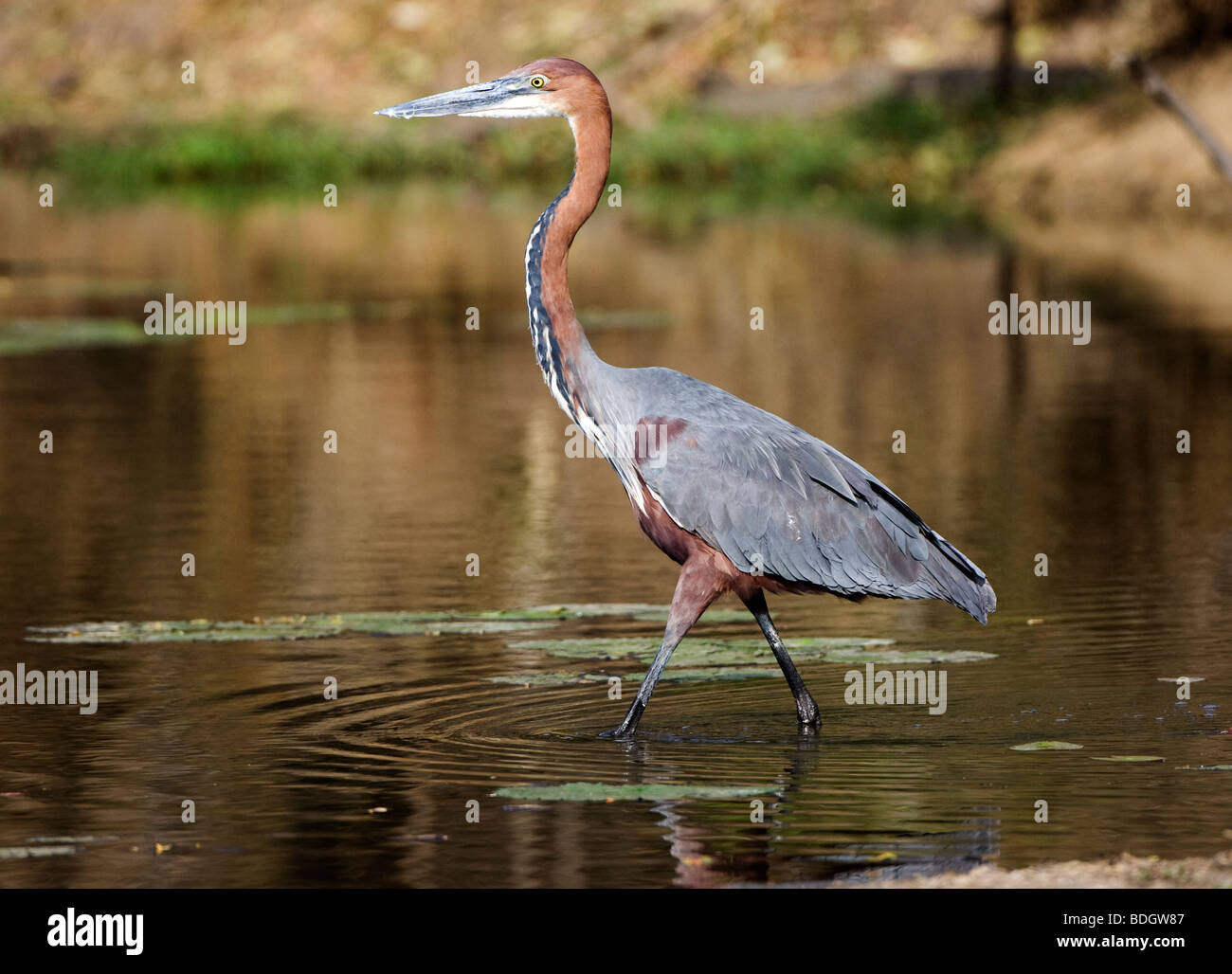 Largest heron hi-res stock photography and images - Alamy