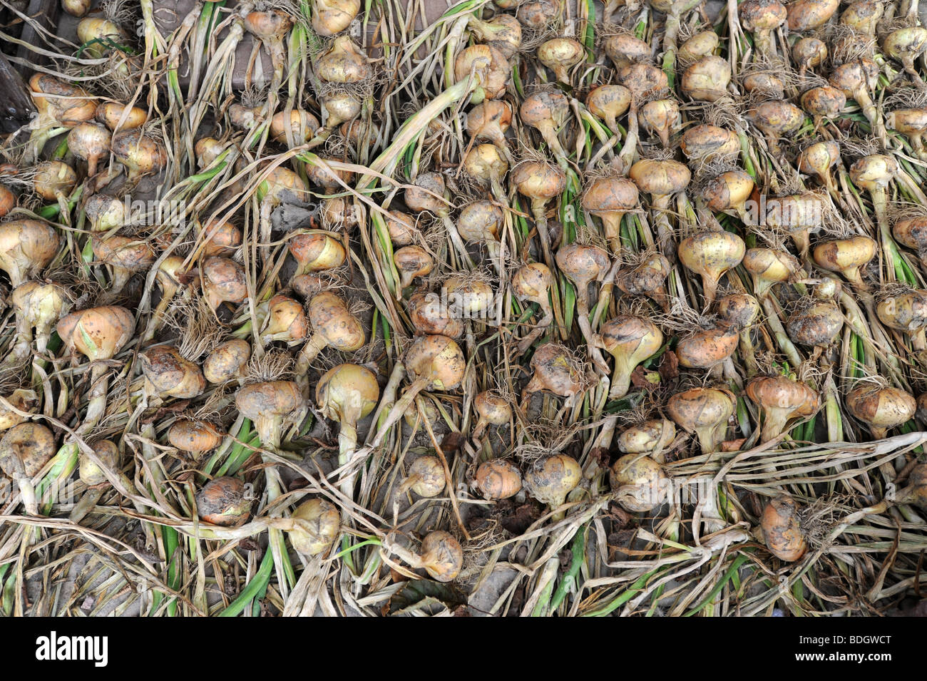 Onions drying in the sun Stock Photo - Alamy