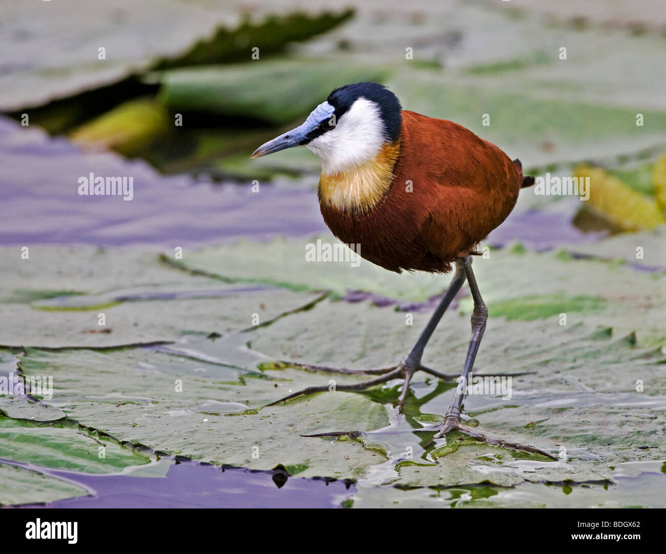 African Jacana walking on lilypads Stock Photo - Alamy