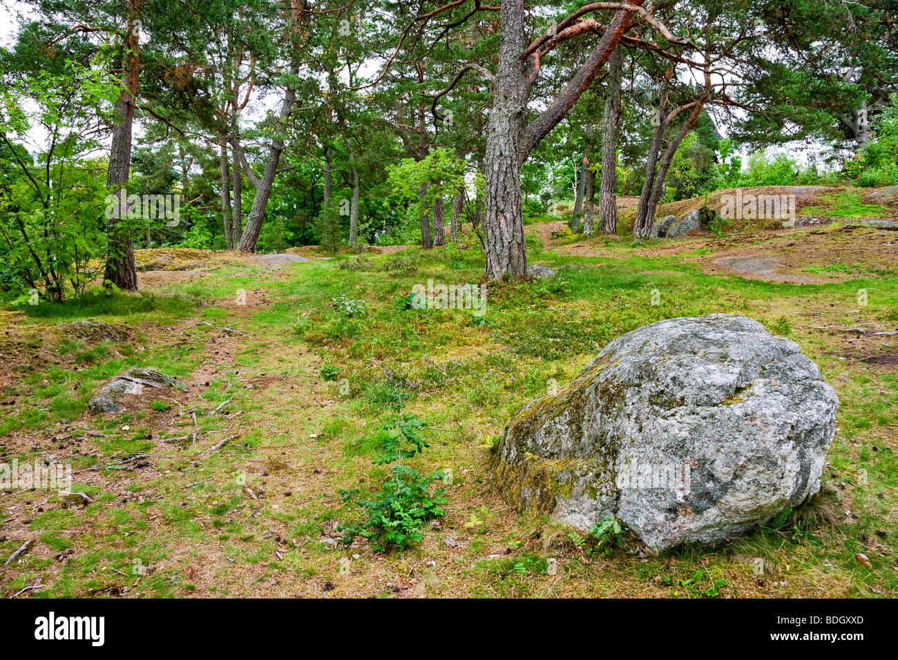 Swedish forest hi-res stock photography and images - Alamy