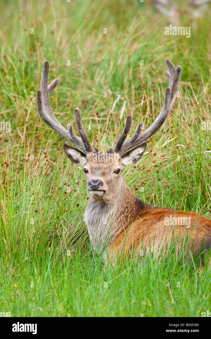 Red Deer stag lying down amongst grass Stock Photo - Alamy