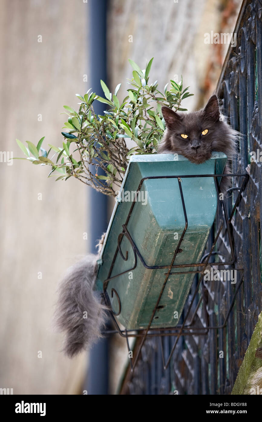 Cat in window box Stock Photo - Alamy