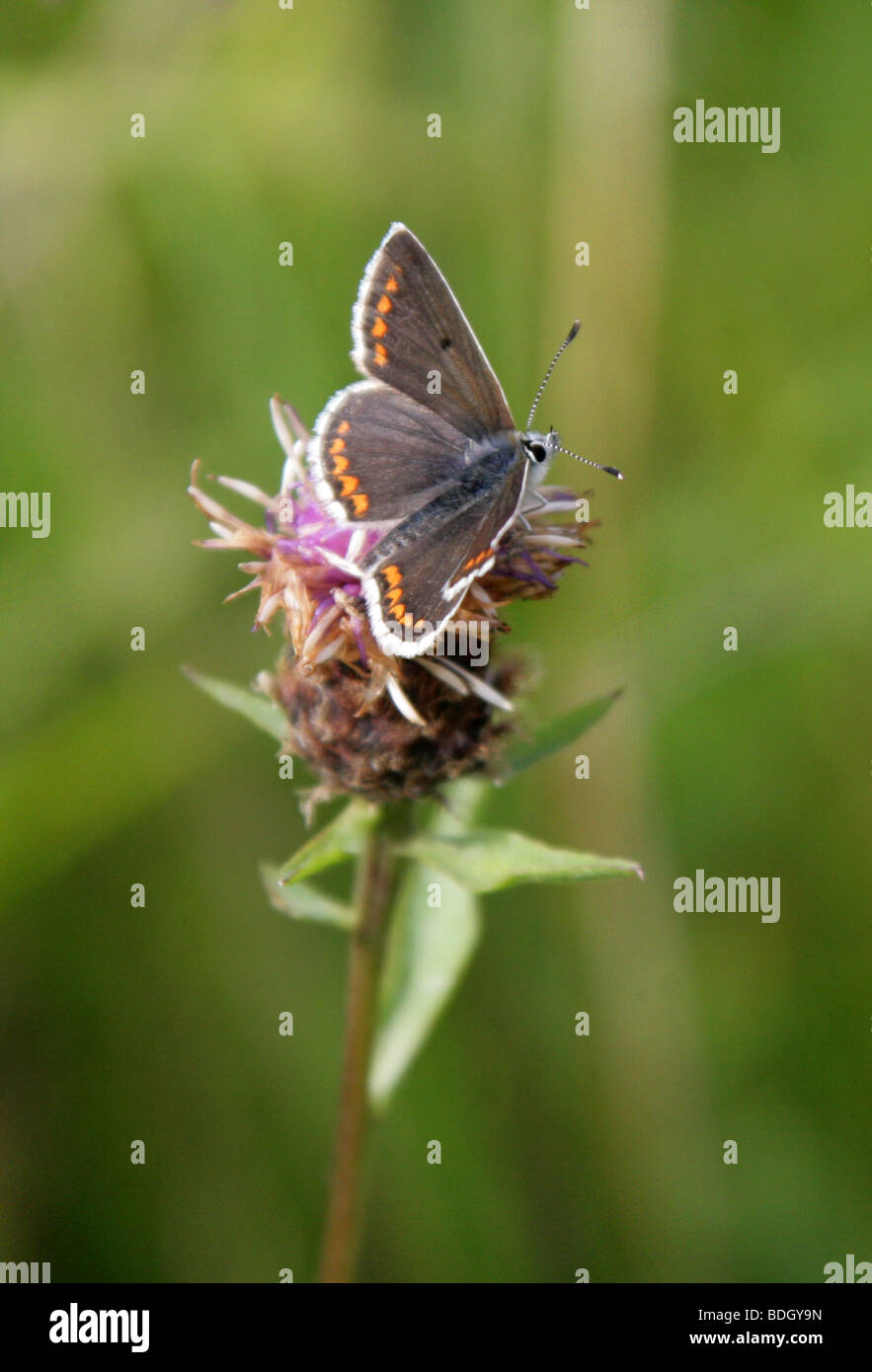 Brown Argus Butterfly, Aricia agestis, Lycaenidae Stock Photo - Alamy