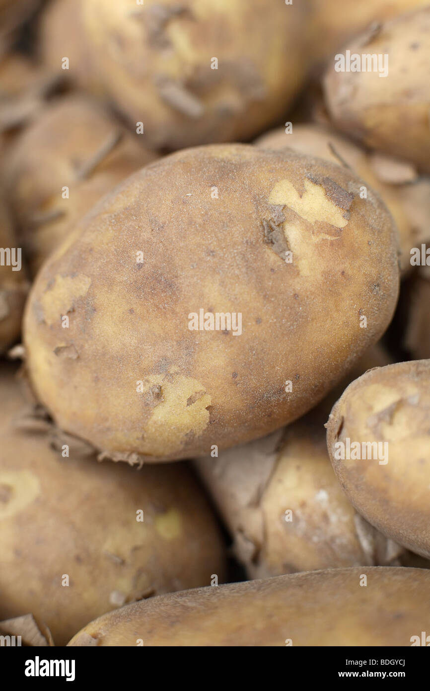 Pile of jersey potatoes hi-res stock photography and images - Alamy