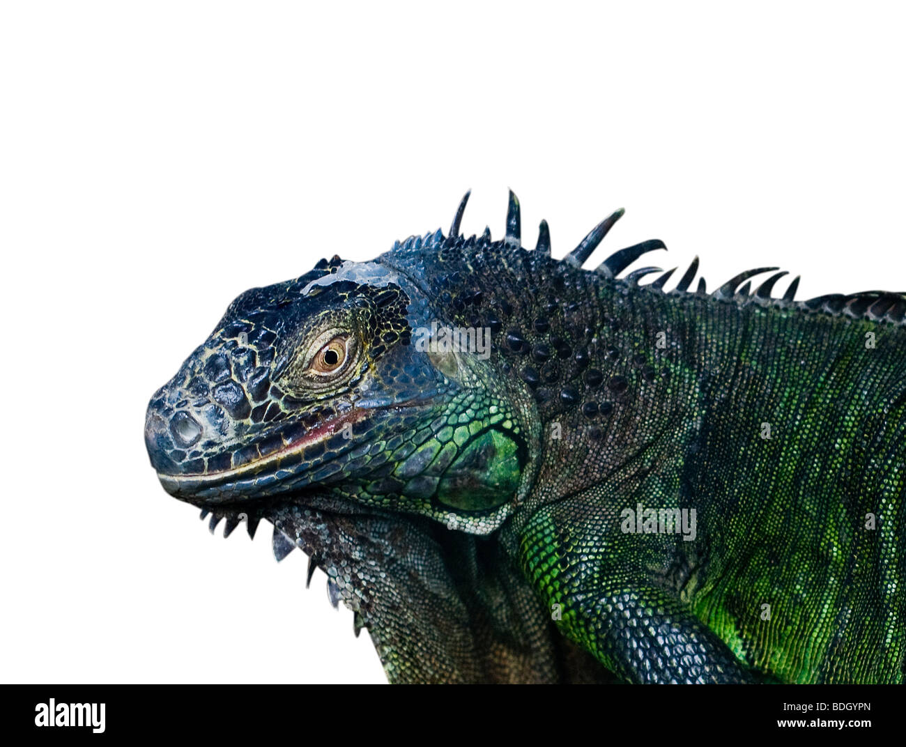 close up of a lizard on white background Stock Photo - Alamy
