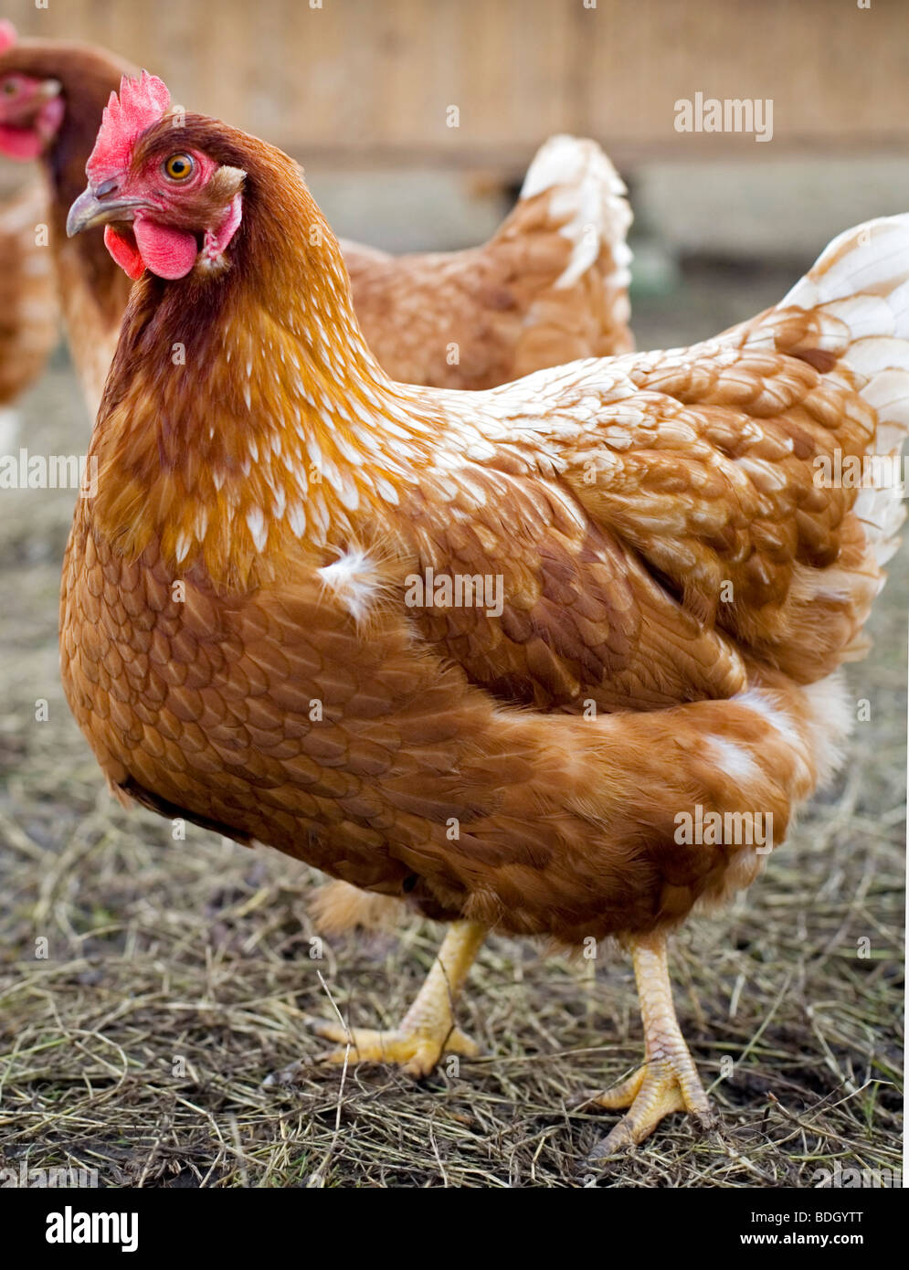 Free range organic chickens and hens Stock Photo - Alamy