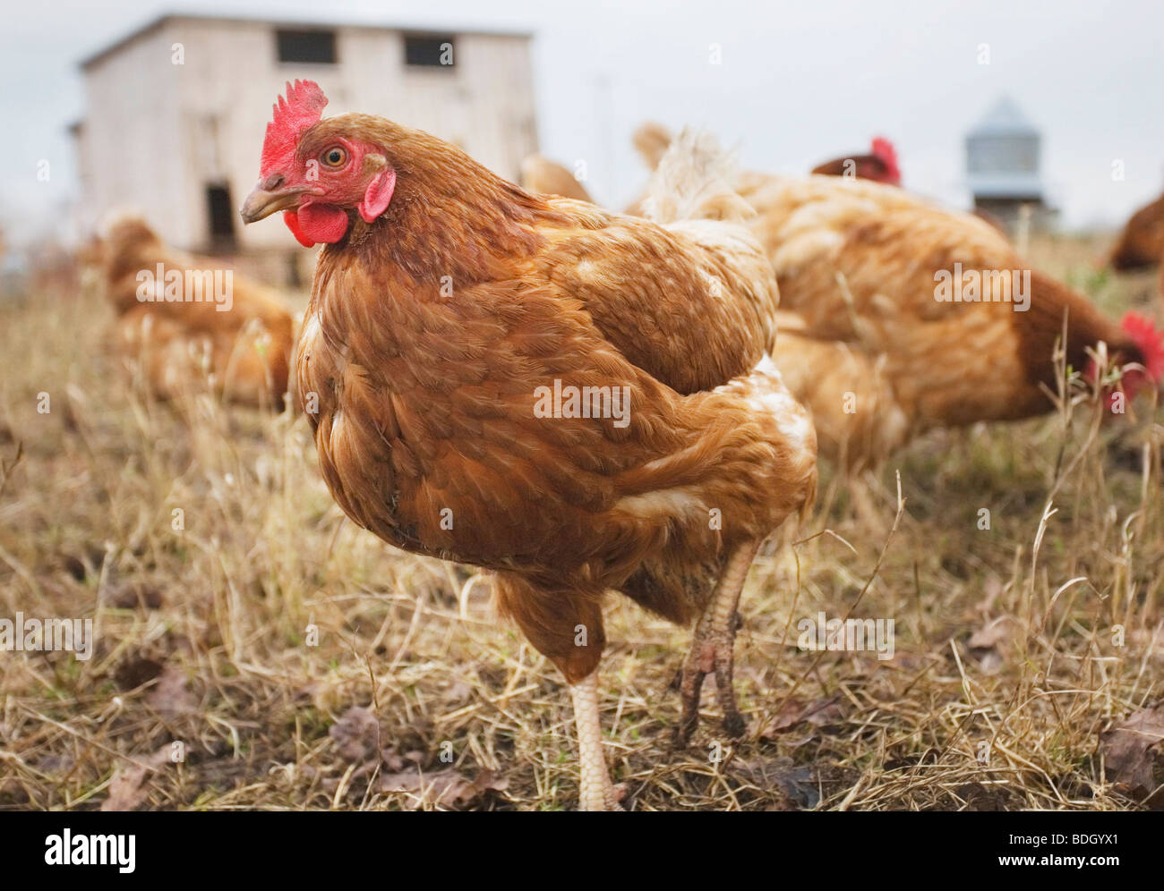 Farming freerange hutch grass chickens animal hi-res stock photography ...