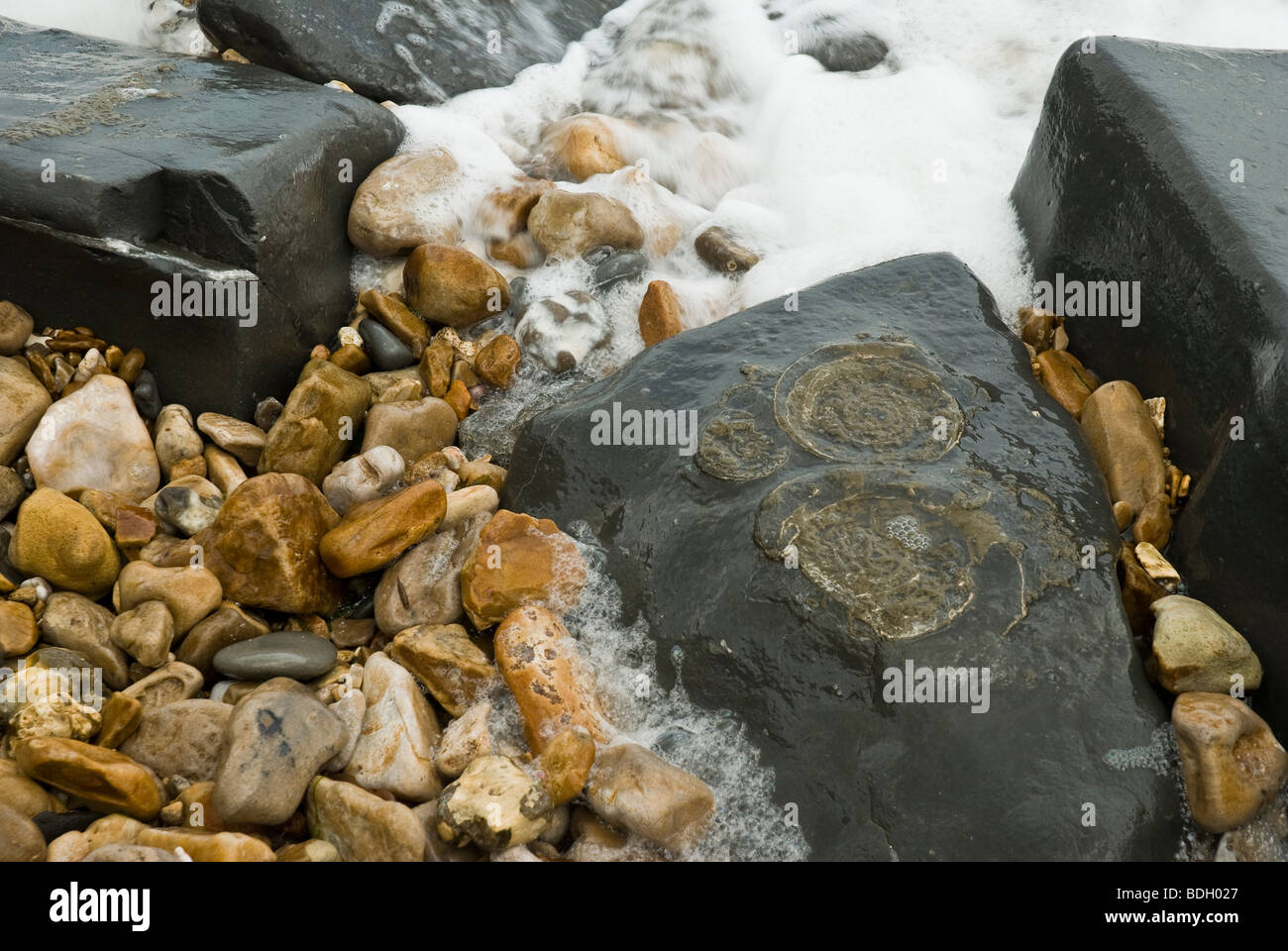 Charmouth beach fossil hunting Stock Photo - Alamy