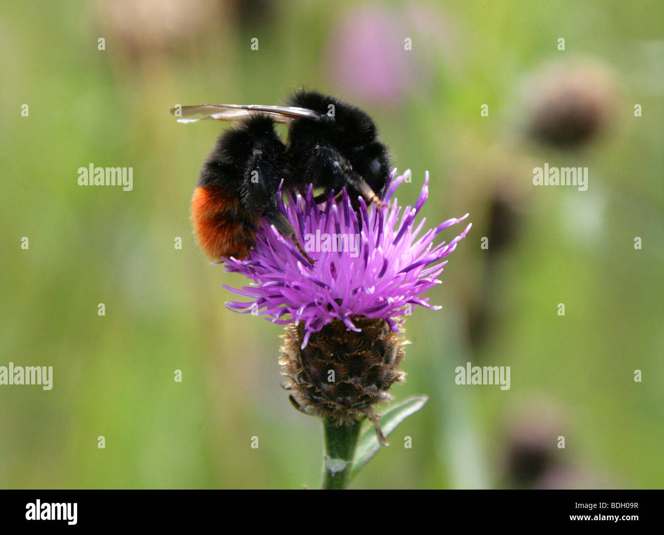 Queen Red-tailed Bumble-bee, Bombus lapidarius, Apidae, Hymenoptera ...