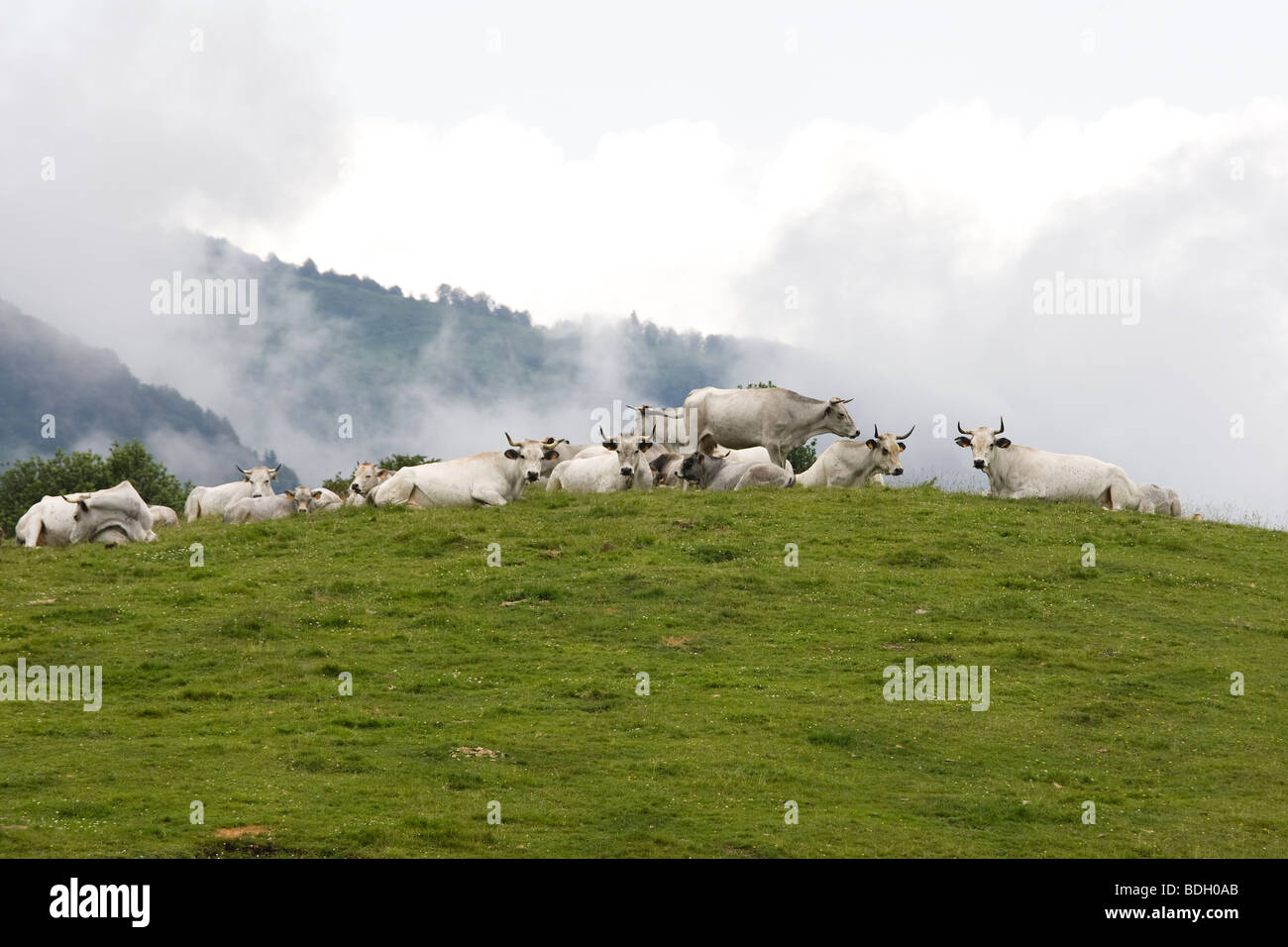 Gascon cows in Pyrenees, France Stock Photo - Alamy