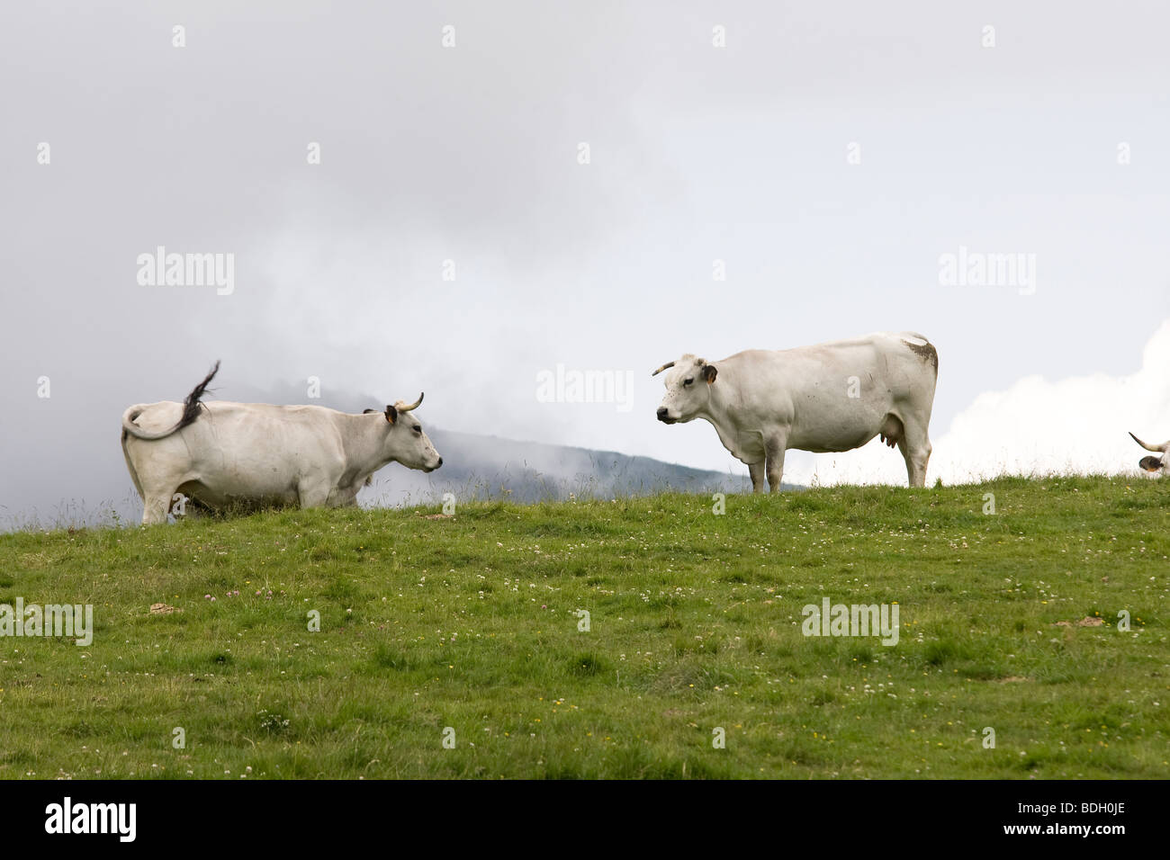 Gascon cows in Pyrenees, France Stock Photo - Alamy