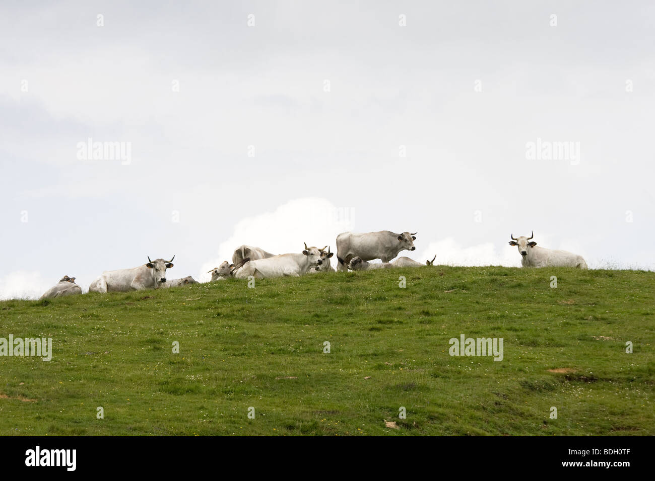 Gascon cattle hi-res stock photography and images - Alamy