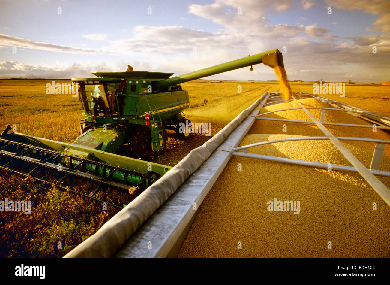 Infested crops hi-res stock photography and images - Alamy