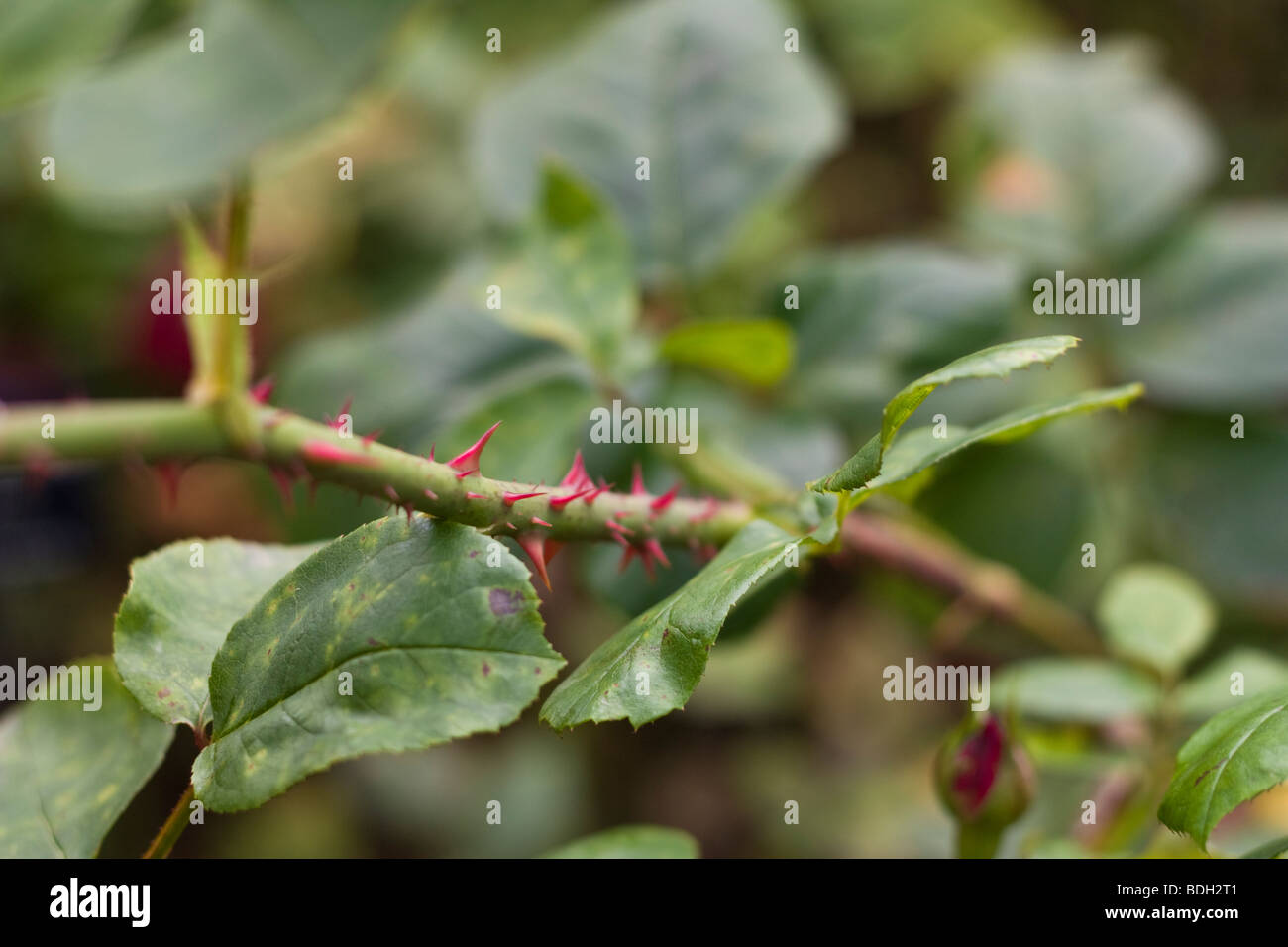 Thorns of roses hi-res stock photography and images - Alamy