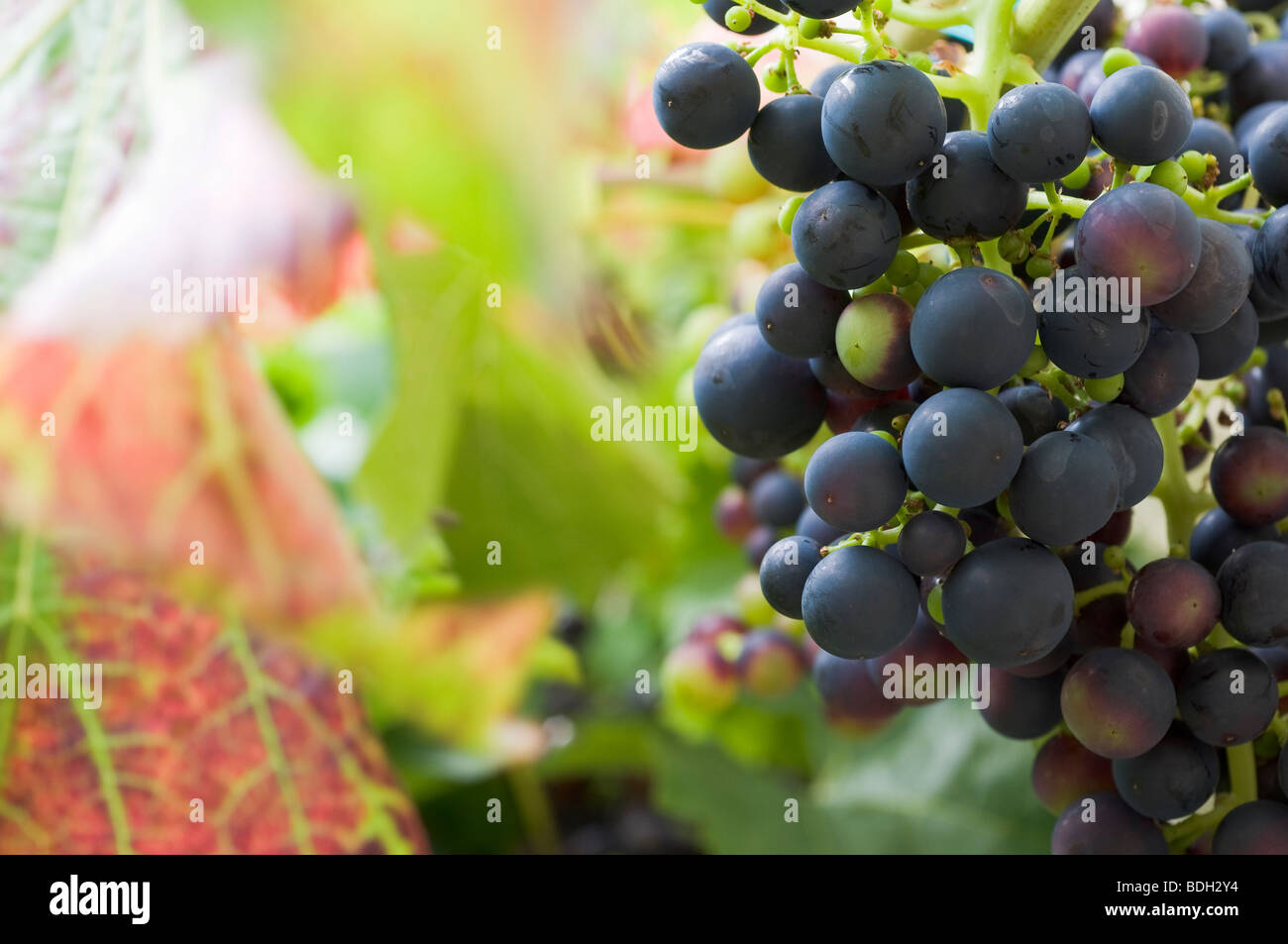 Grapes picking uk hi-res stock photography and images - Alamy