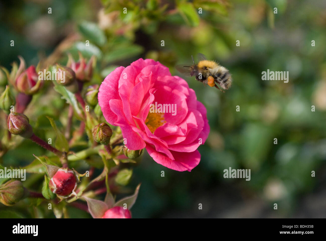 Bee landing on a pink rose Stock Photo - Alamy