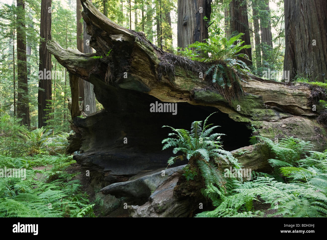 Redwood tree california hi-res stock photography and images - Alamy