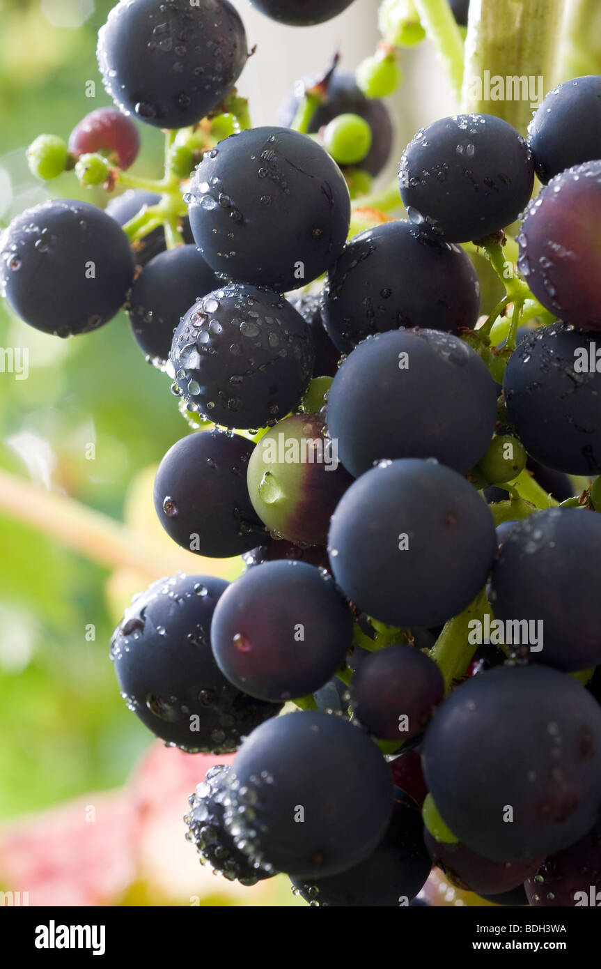 Ripening grapes on the vine covered in water droplets Stock Photo - Alamy