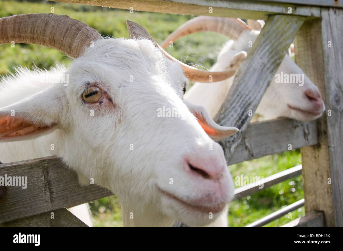 Inquistitve hi-res stock photography and images - Alamy