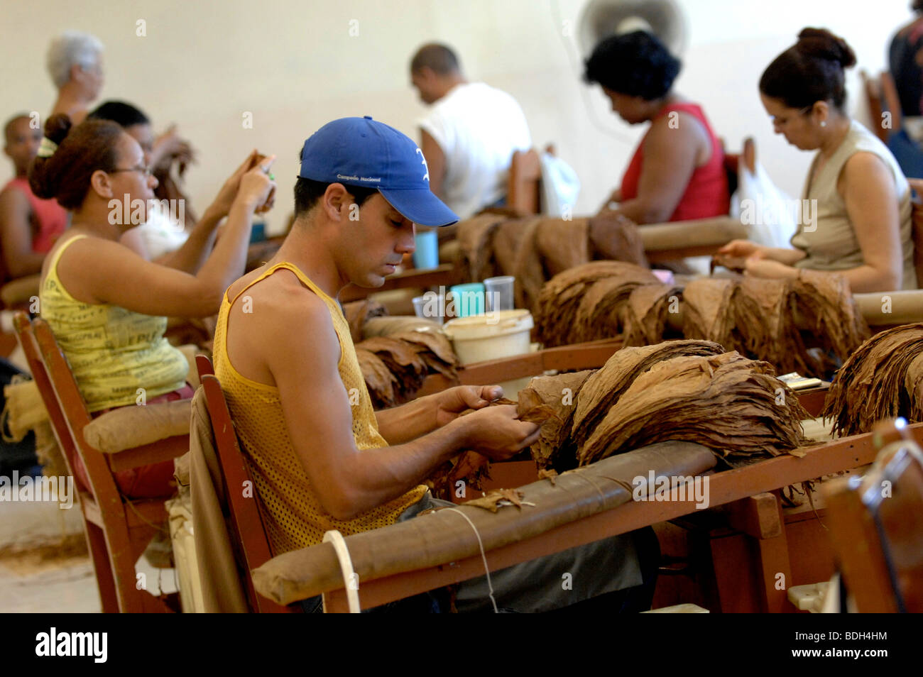 Handmade cigar production. Upmann Cigars. Havana, Cuba Stock Photo - Alamy