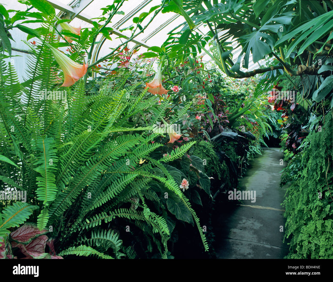 Inside of greenhouse at Volunteer Park Conservatory, Seattle ...