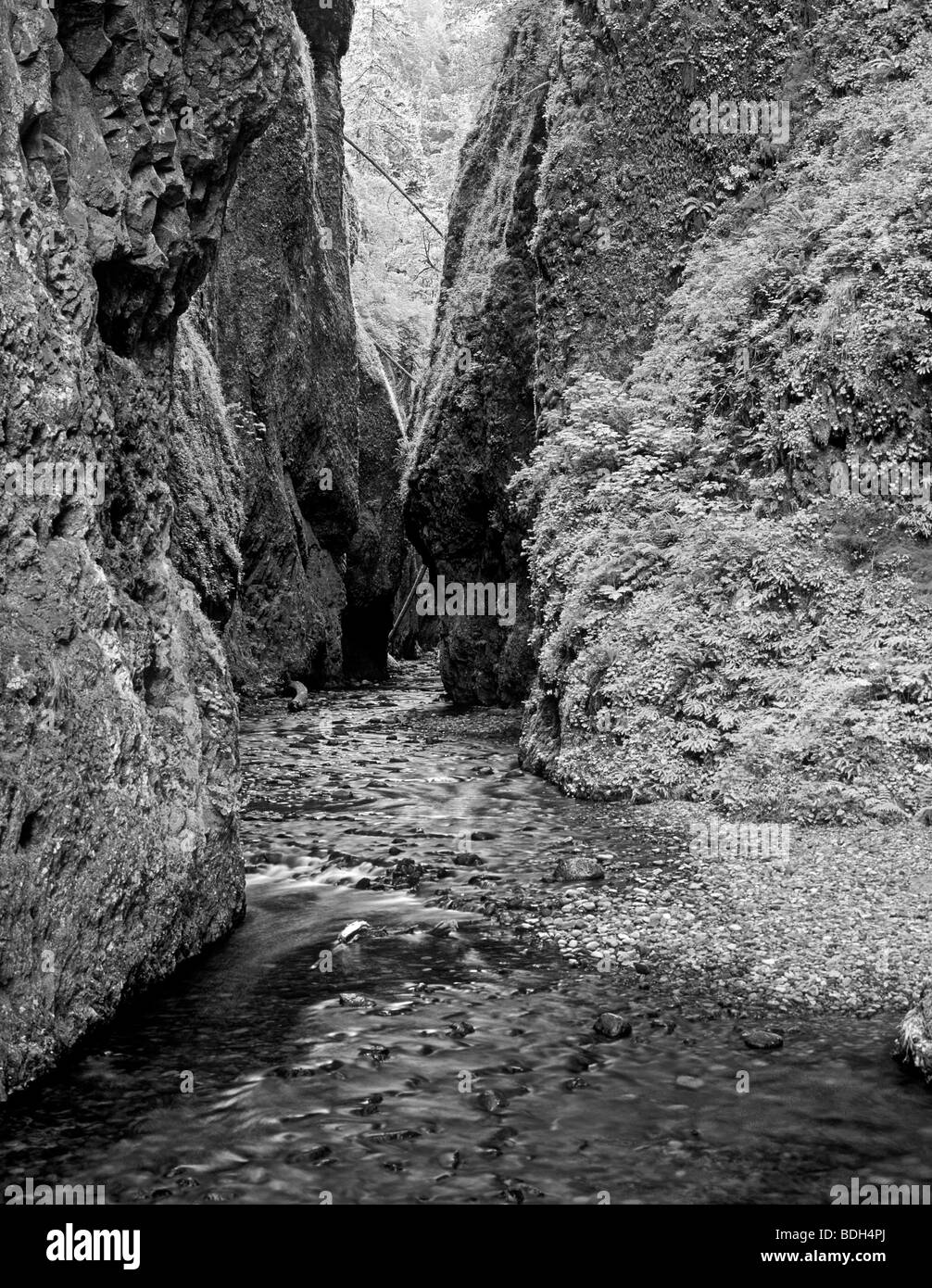 Oneonta Gorge in spring. Columbia River Gorge National Scenic Area ...