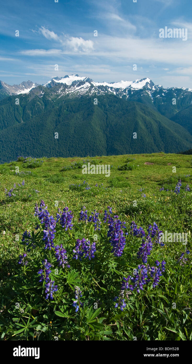 Mount olympus washington hi-res stock photography and images - Alamy