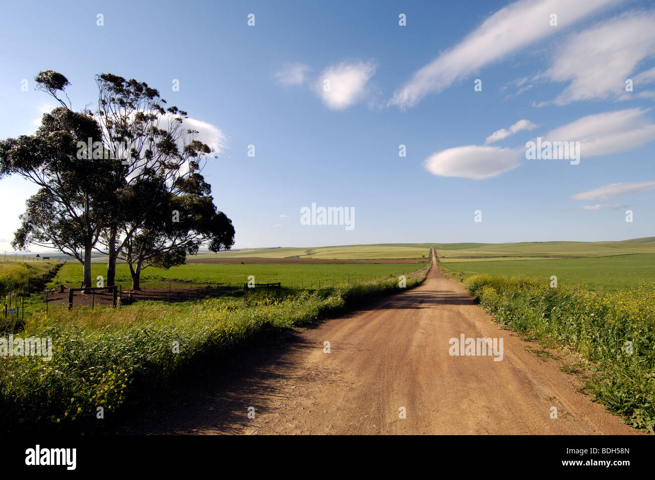 South african crops hi-res stock photography and images - Alamy