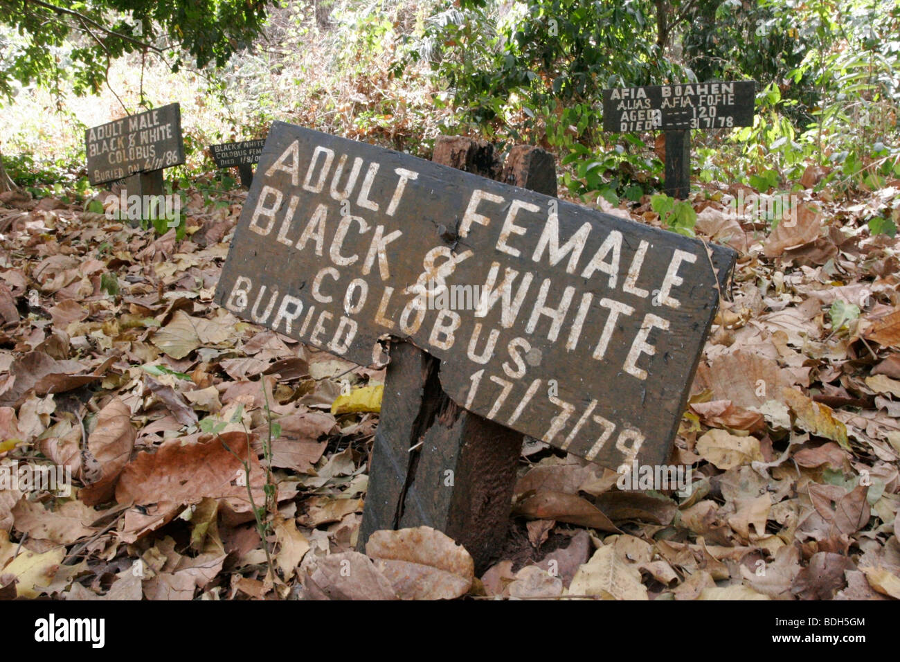 Monkey graveyard hi-res stock photography and images - Alamy
