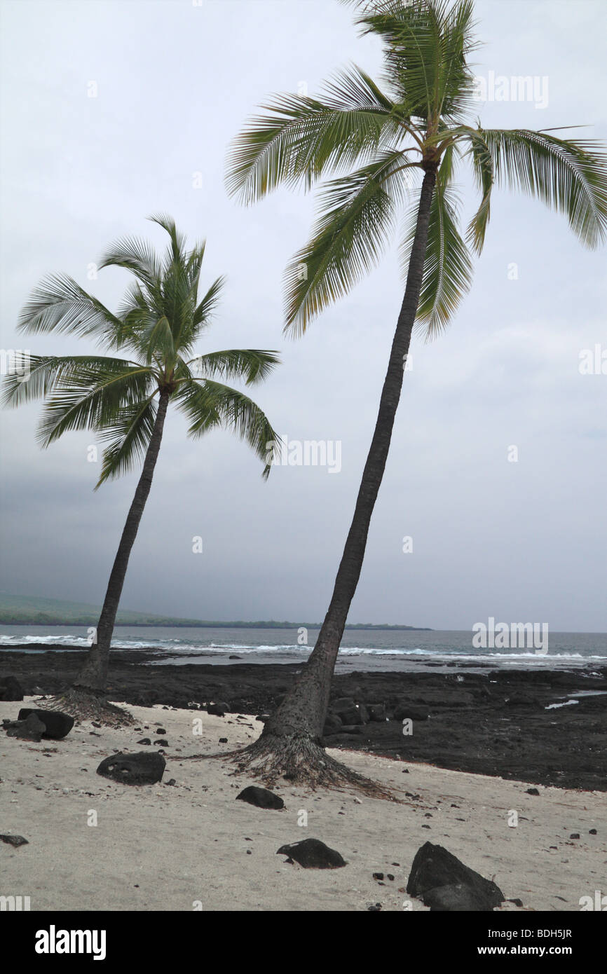 Two palms on the beach Stock Photo - Alamy