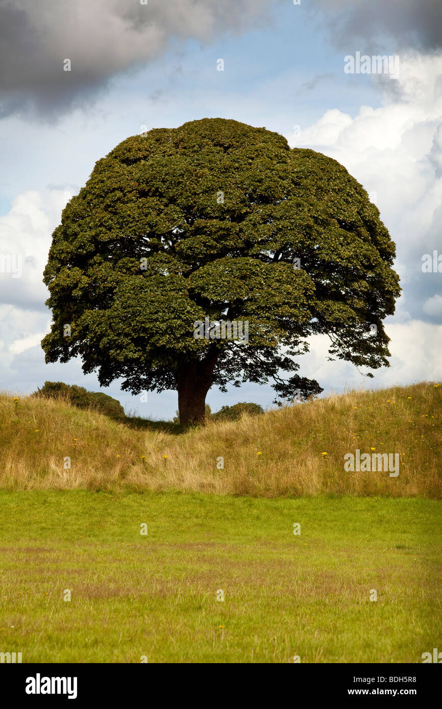 tree on earthwork, Giant's Ring, Lagan valley, Belfast, Northern ...