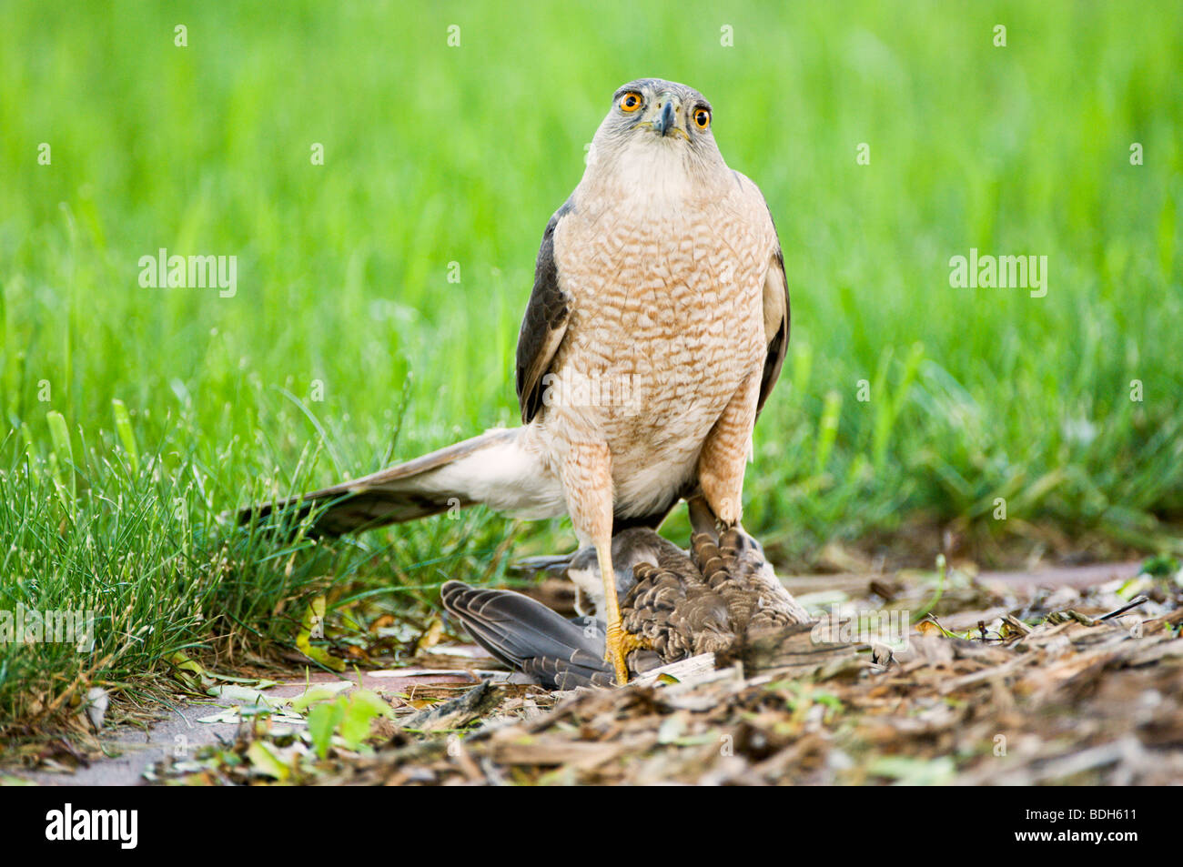A wild Coopers hawk holds a mourning dove in its talons. The dove was ...