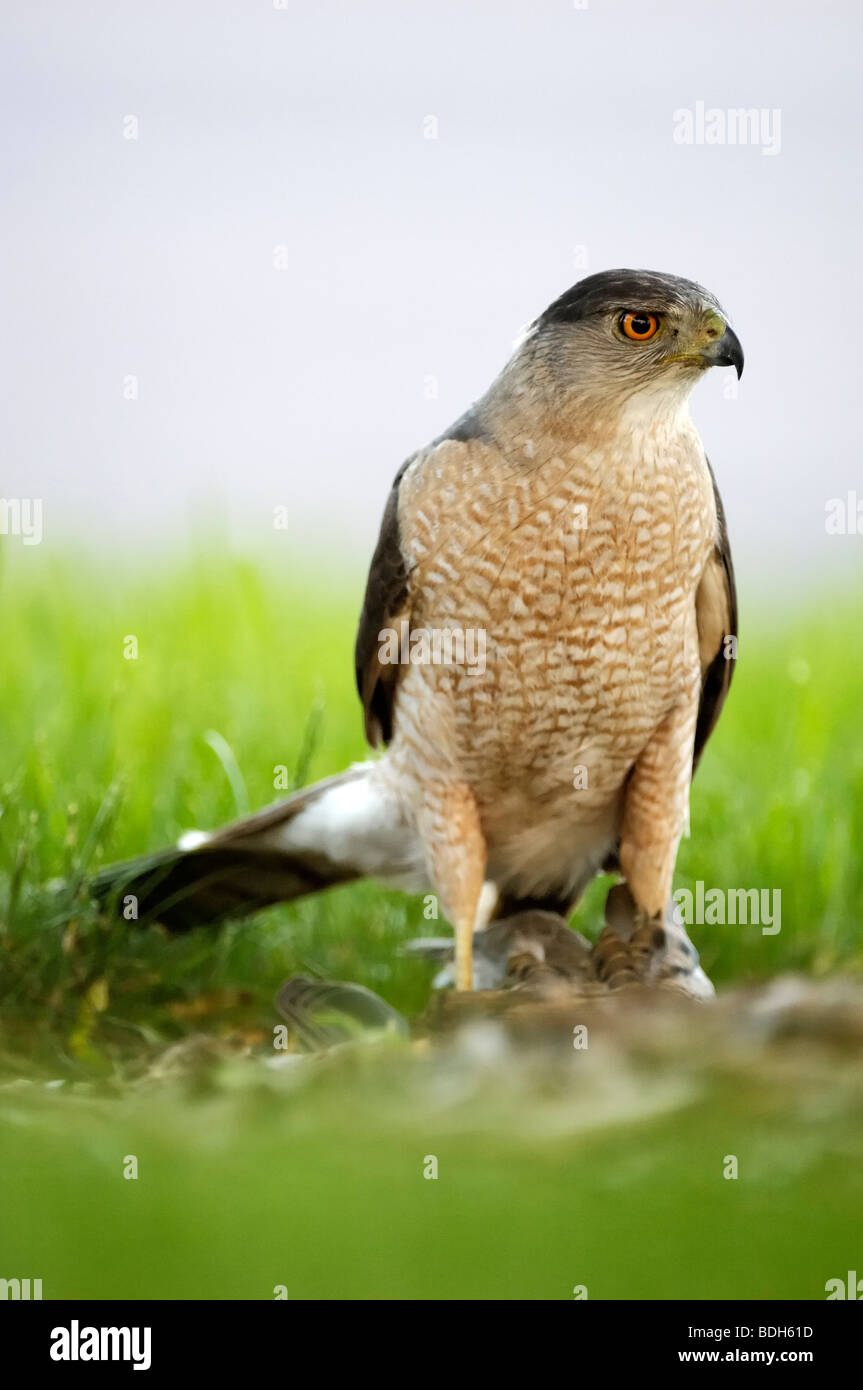 Hawk dove hi-res stock photography and images - Alamy