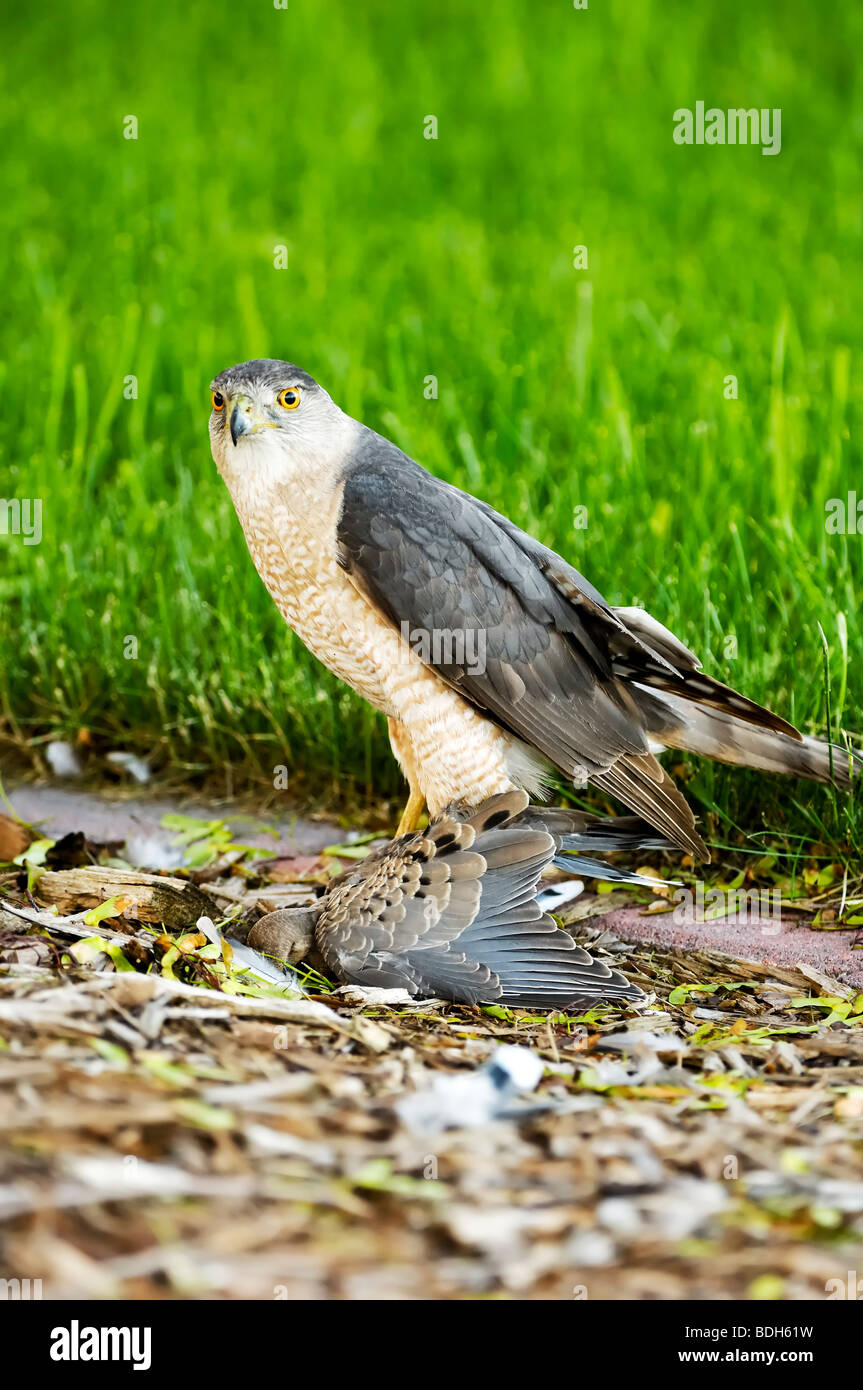 Hawk and dove hi-res stock photography and images - Alamy